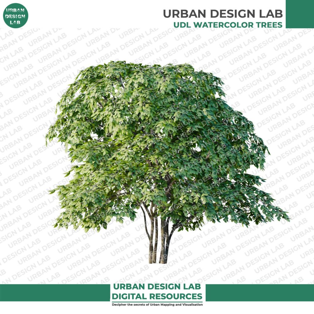 Set Of 30 Realistic Trees With Transparent Background